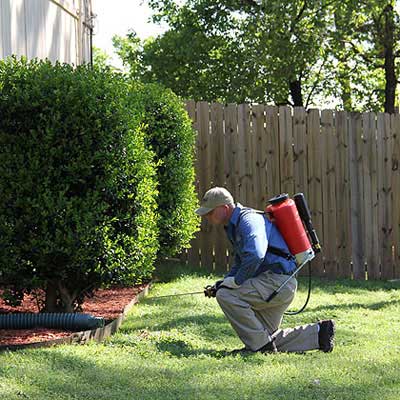 What is Involved? | Curry's Termite, Pest & Animal Control